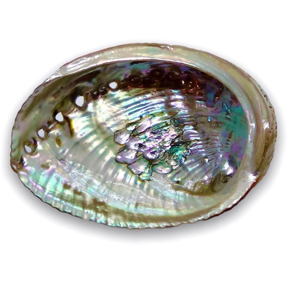 Abalone Shell - Perfect For Smudge Sticks -Alter Tool - Magic Crystals