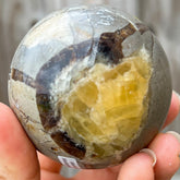 Septarian Dragon - Collector Pieces - One of a Kind - Magic Crystals