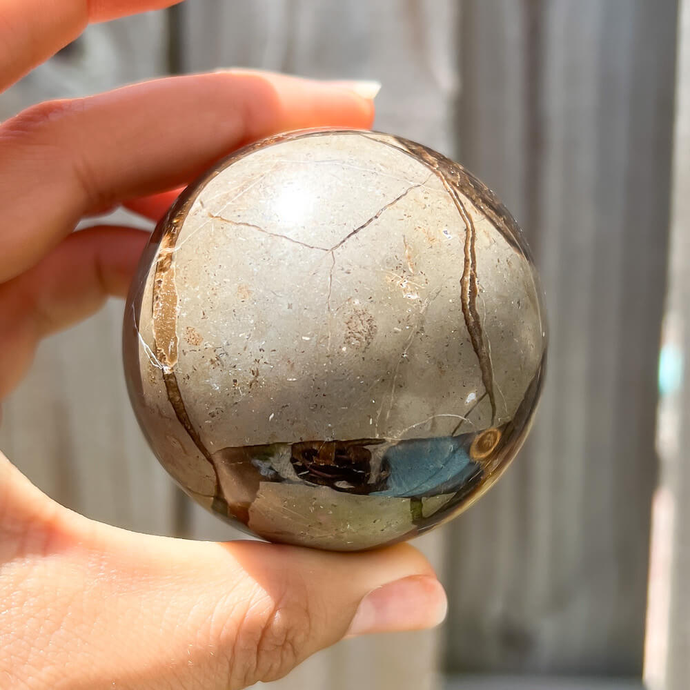 Septarian Dragon - Collector Pieces - One of a Kind - Magic Crystals