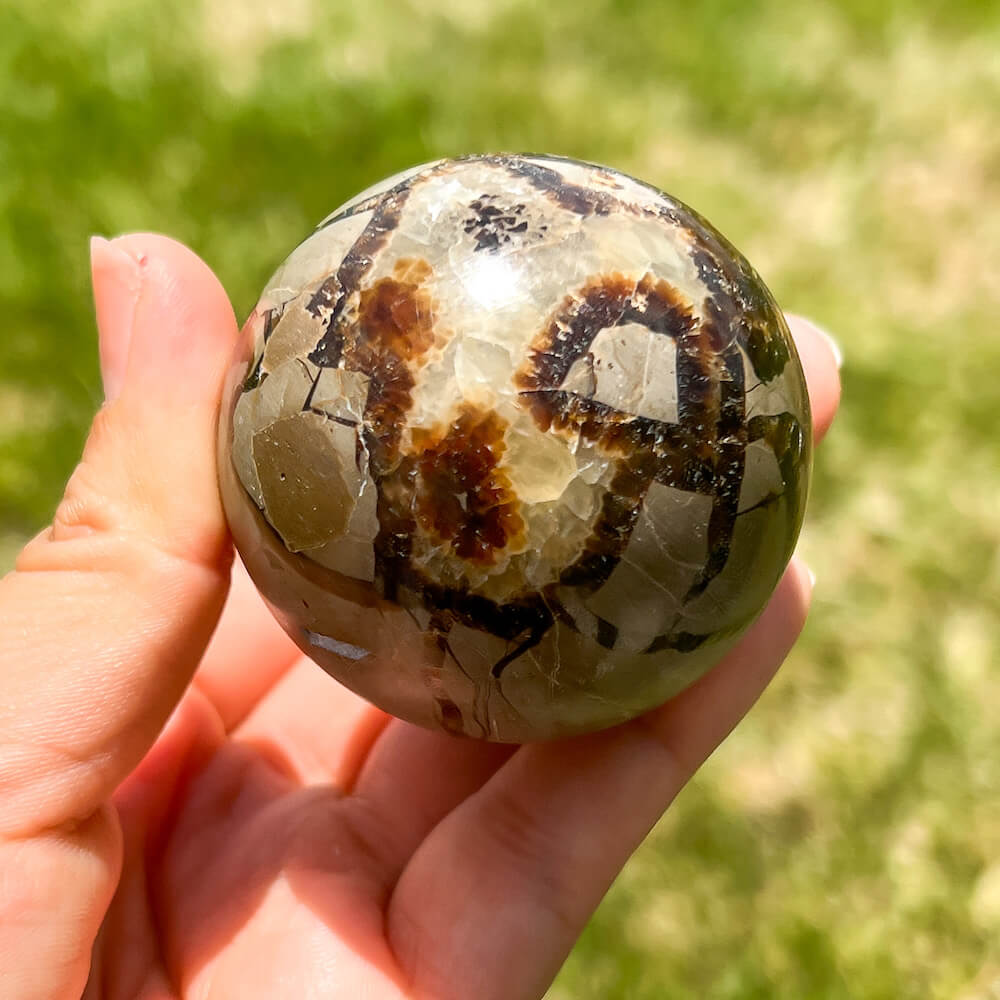 Septarian Dragon - Collector Pieces - One of a Kind - Magic Crystals